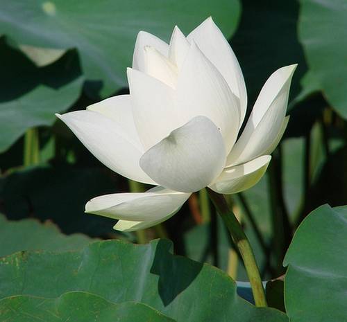 Inter: Padme – the seed and all its manifestations – The Practice of ...